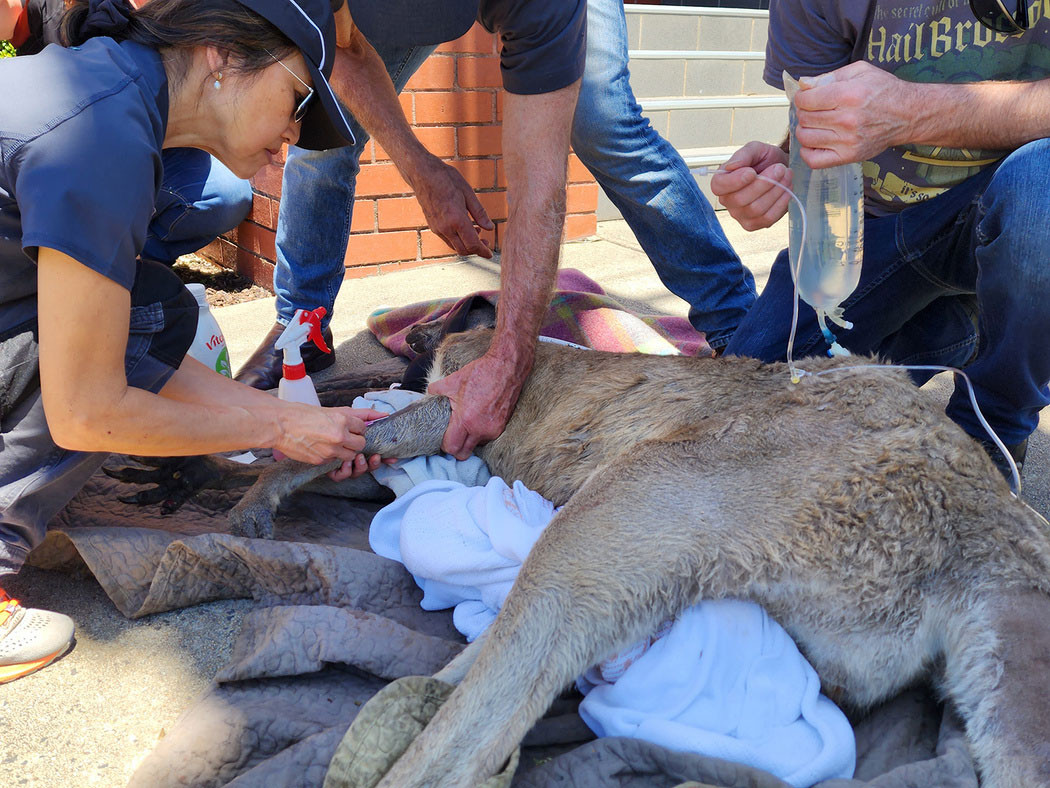 Educational Information – Vets for Compassion