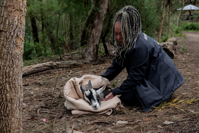 Vets for Compassion Projects